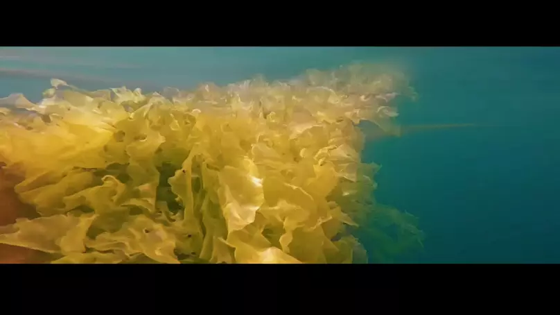 "Revolusi Biru": Bagaimana Budidaya Rumput Laut Baik Untuk Kita Dan ...