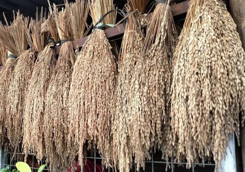 KENDALA PENYERAPAN GABAH DI MUSIM HUJAN - Fusilat News