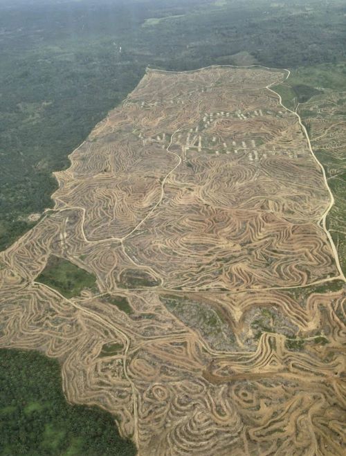 Bukit Barisan: Dari Hutan Ingatan ke Hamparan Sawit - Fusilat News